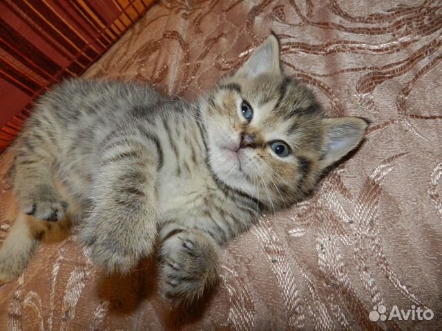 Британец мальчик