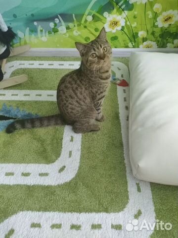 Кошечку в хорошие руки