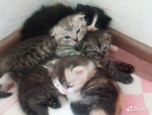 Плюшевые котятки