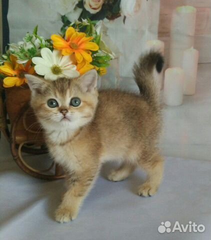 Золотая девчушка