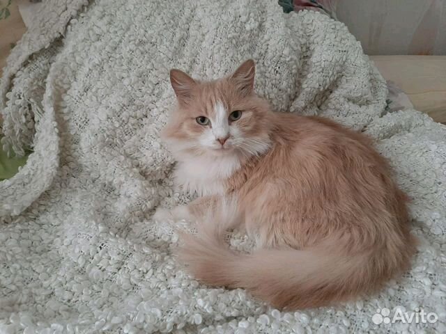 Пушистый кот, не просит есть