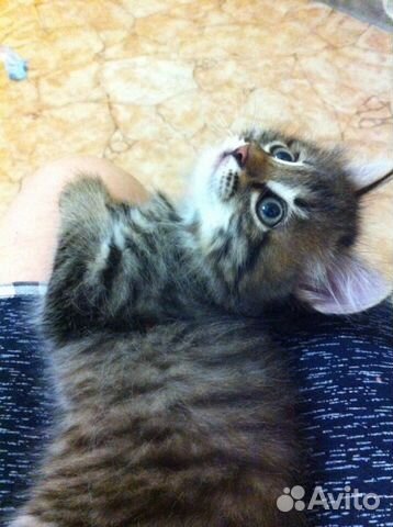 Котенок Тишка ищет дом
