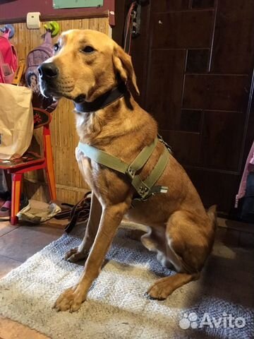 Венгерская выжла