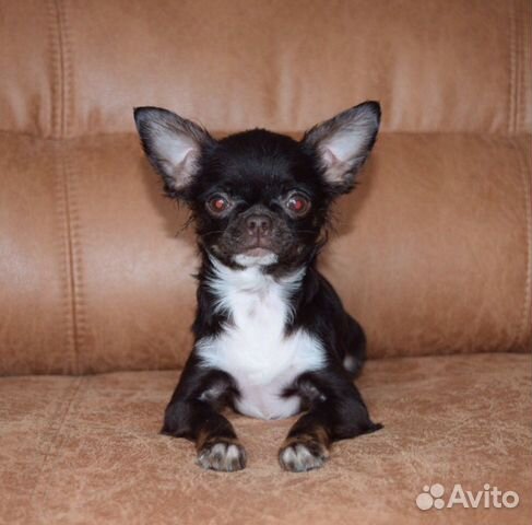Продаётся мини кукольный мальчик чихуахуа