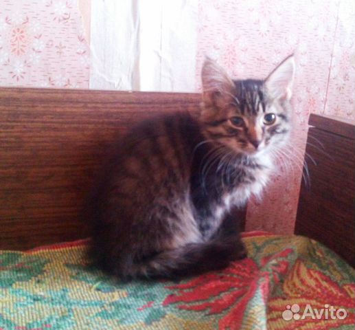 Суровые русские котята в нежные руки