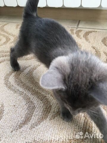 Три всадника мяупокалипсиса ждут своего хозяина