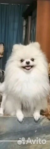 Лапу и сердце