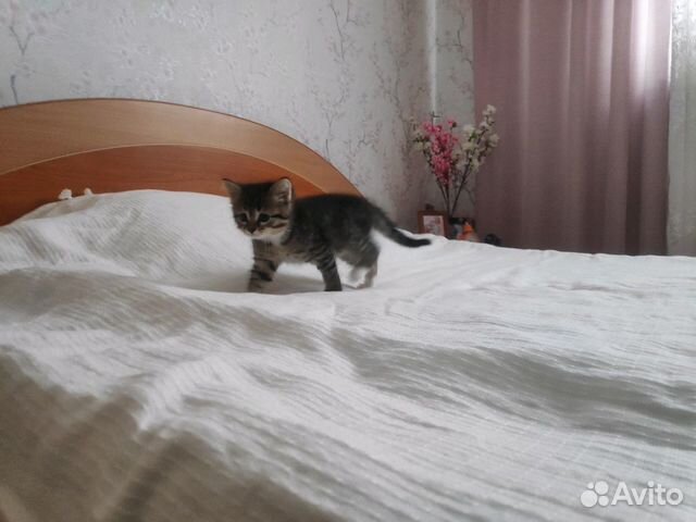 Котёнок