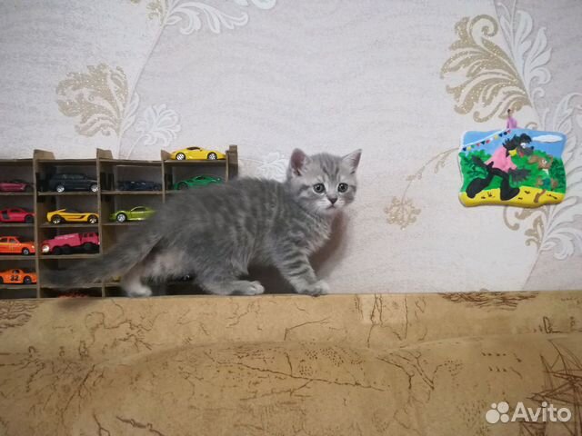 Котёнок шотландской породы