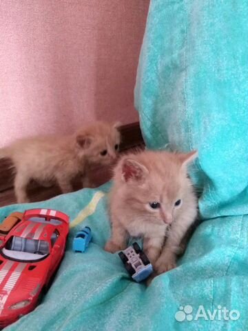 Два рыжих мальчика-красавчика хотят в добрые нежны