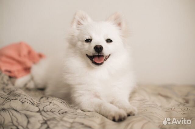 Шпиц девочка Белый крем