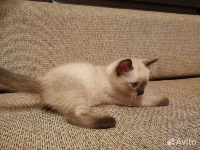 Продаем тайских котят