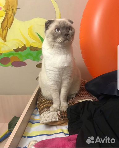 Продам котика британца