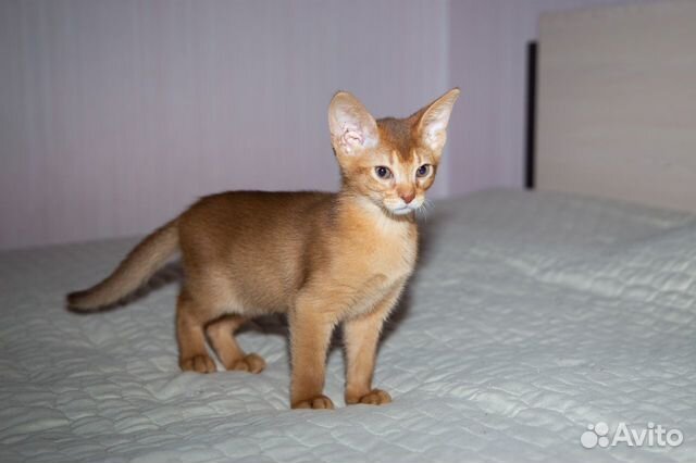 Абиссинский котенок
