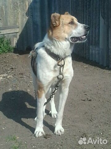 Сабака Кавказец