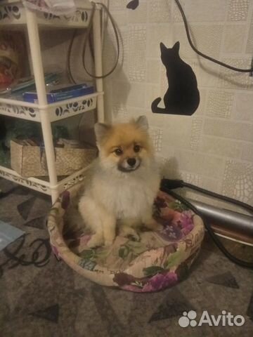 Продам щпица