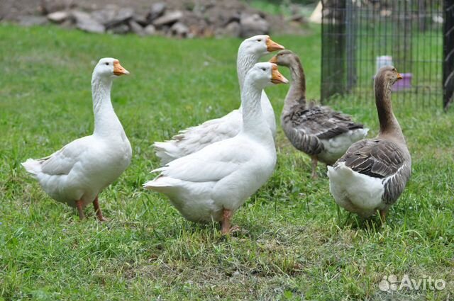 Гуси