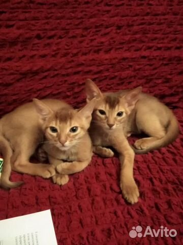 Абиссинские котята соррель