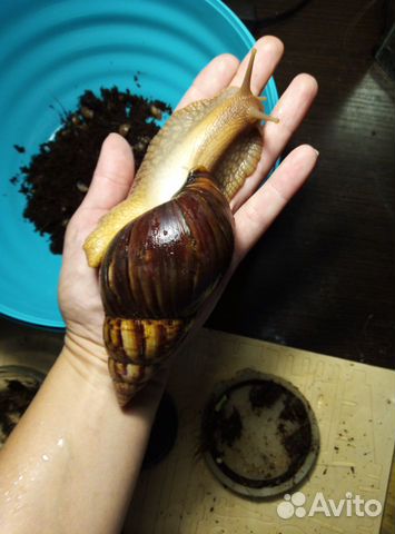 Улитки Ахатины