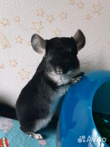 Шиншиллы мега-очаровательного окраса чёрный жемчуг