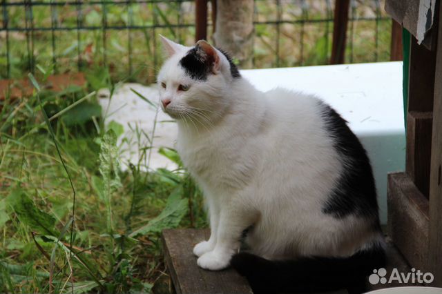 Котик охранник и охотник ищет дом