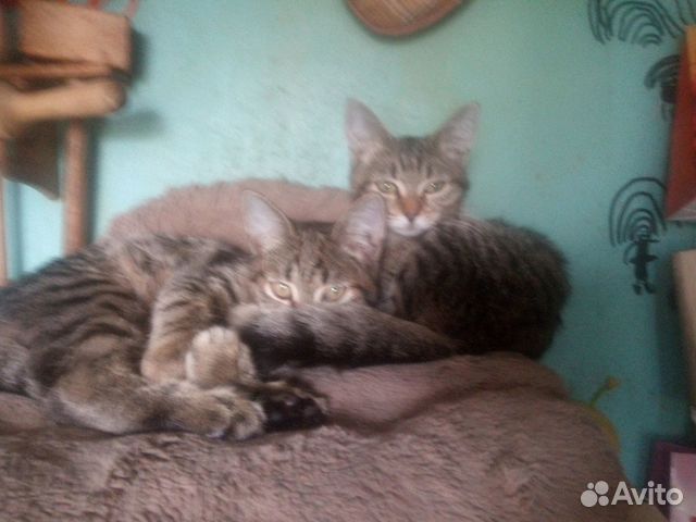 В хорошие руки