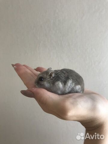 Джунгарский хомяк