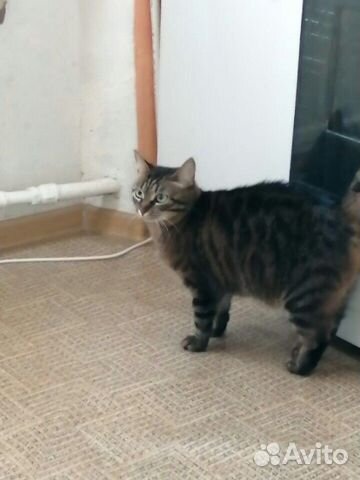 Отдадим очень ласковую кошечку в хорошие руки. Кош