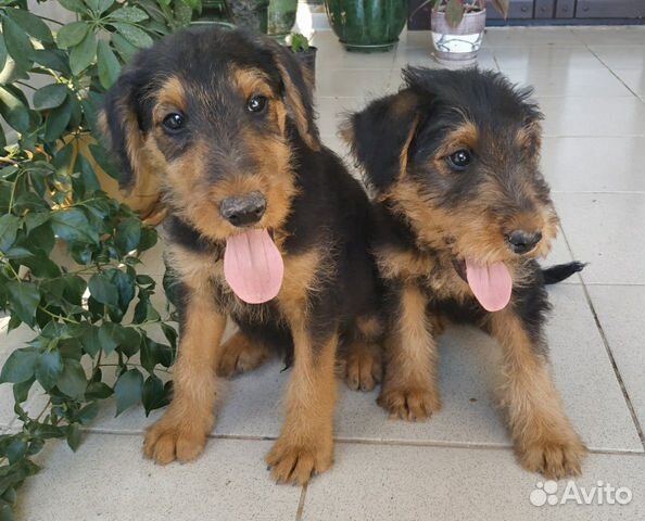 Девочка и мальчик, эрдельтерьеров