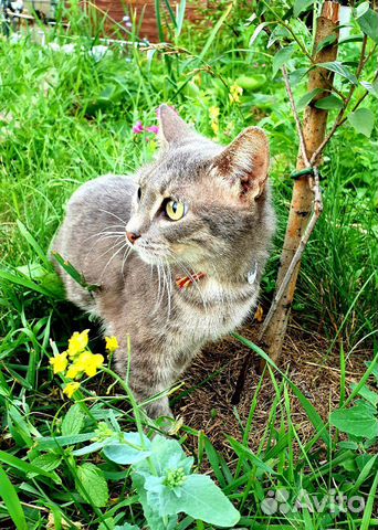 Кошка ищет дом