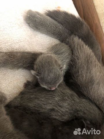 Котята