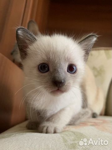 Ласковые котята Тайской кошечки окраса Blue point