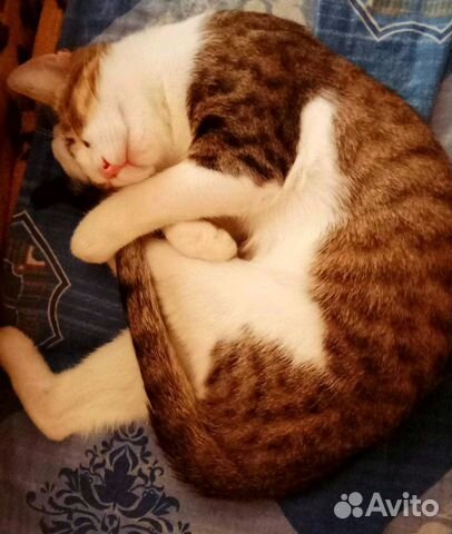 Отдам в добрые руки кота