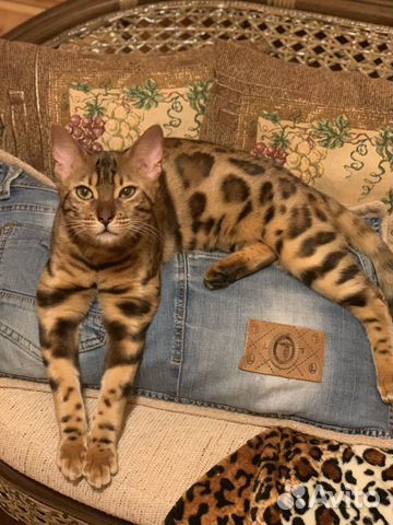 Бенгальская кошка