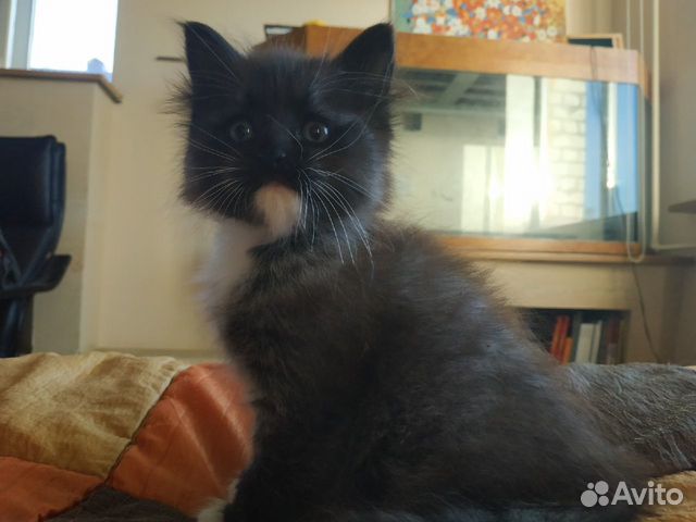 Котёнок в добрые руки