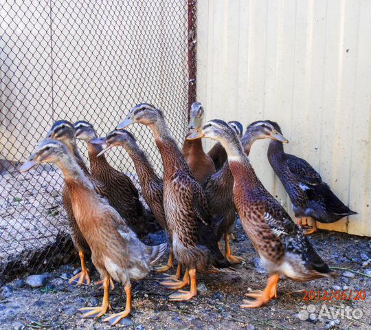 Продам Уток фаворит,бегунки,гусей Линда