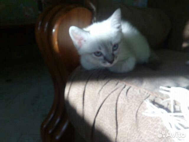 Котята от тайской кошки