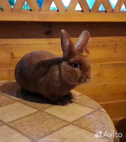 Кролик новозеландский красный (нзк)