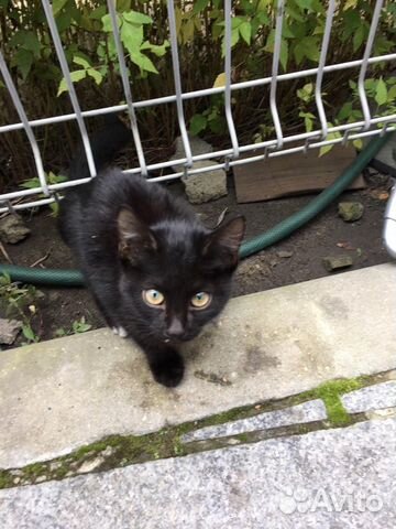 Котёнок в добрые руки