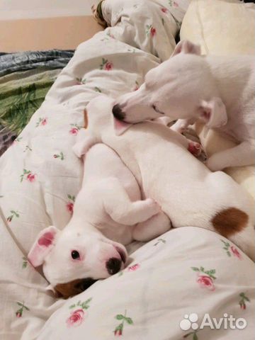 Двое из ларца