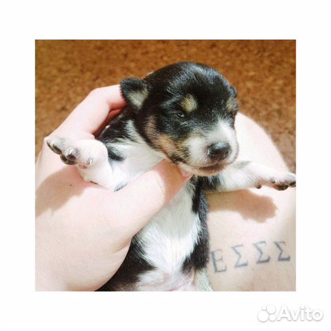 Щенок-подкидыш в добрые руки