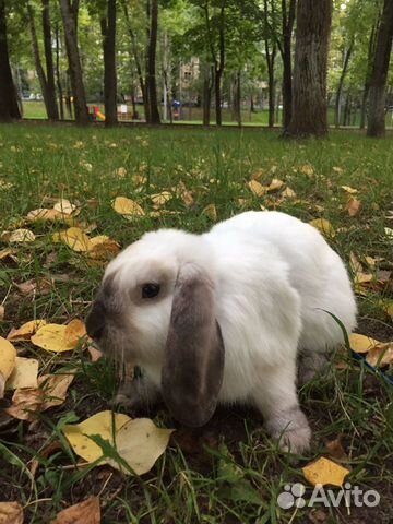 Декоративный кролик