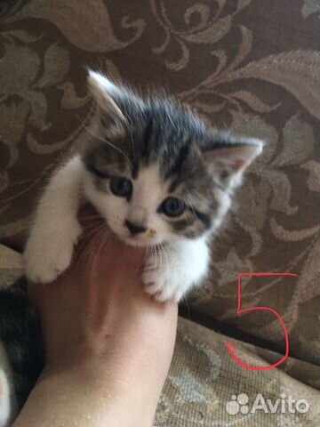 В добрые руки котик, кошка котёнок котята кот