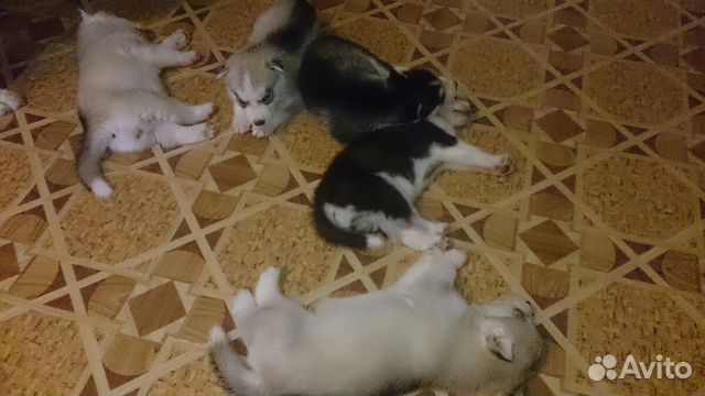 Хаски