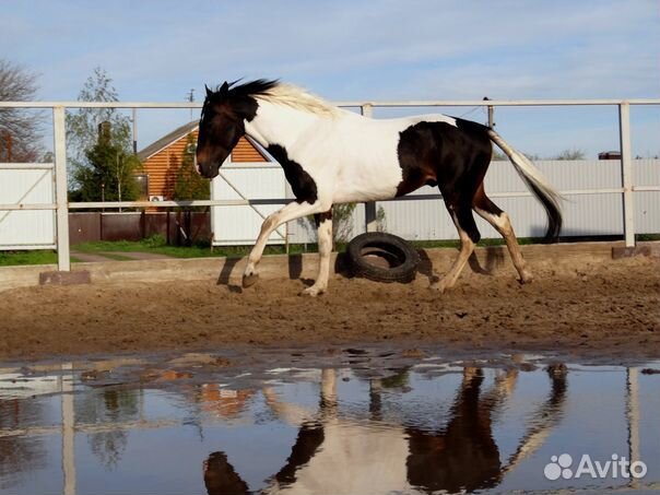 Пегий жеребец под детей