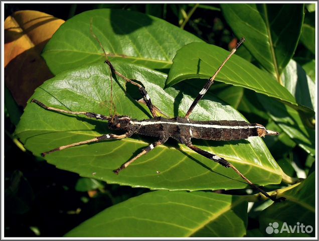 Неожиданный палочник