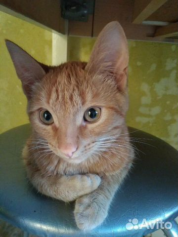 Потерялся кот, Вознаграждение