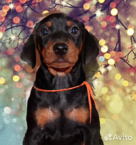 Щенок немецкого пинчера