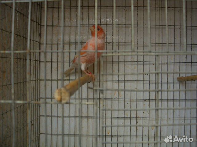 Цветные канарейки