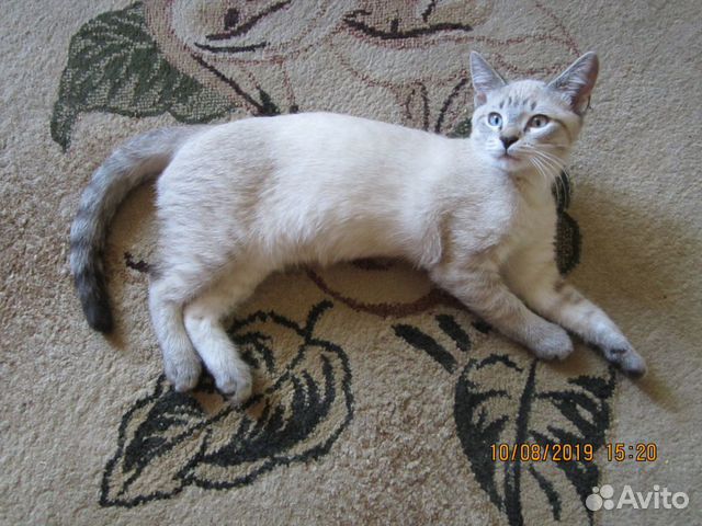 Тайский мальчик ищет дом